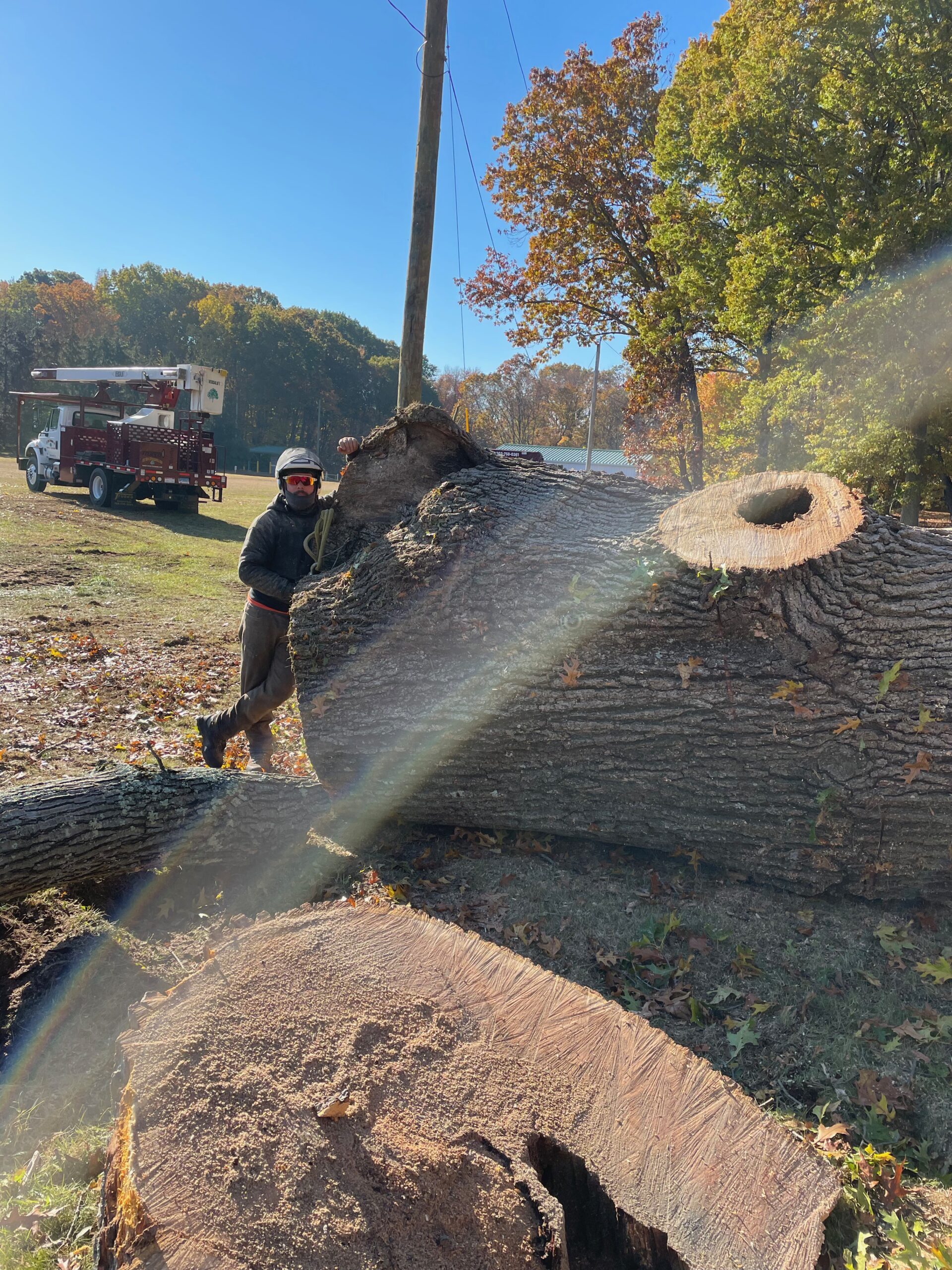 Portfolio – Ed the Treeman