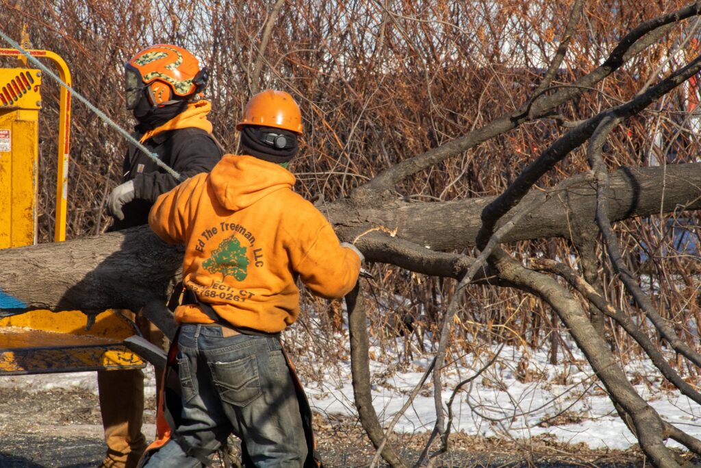 Ed the Treeman – The Professional Arborists of CT